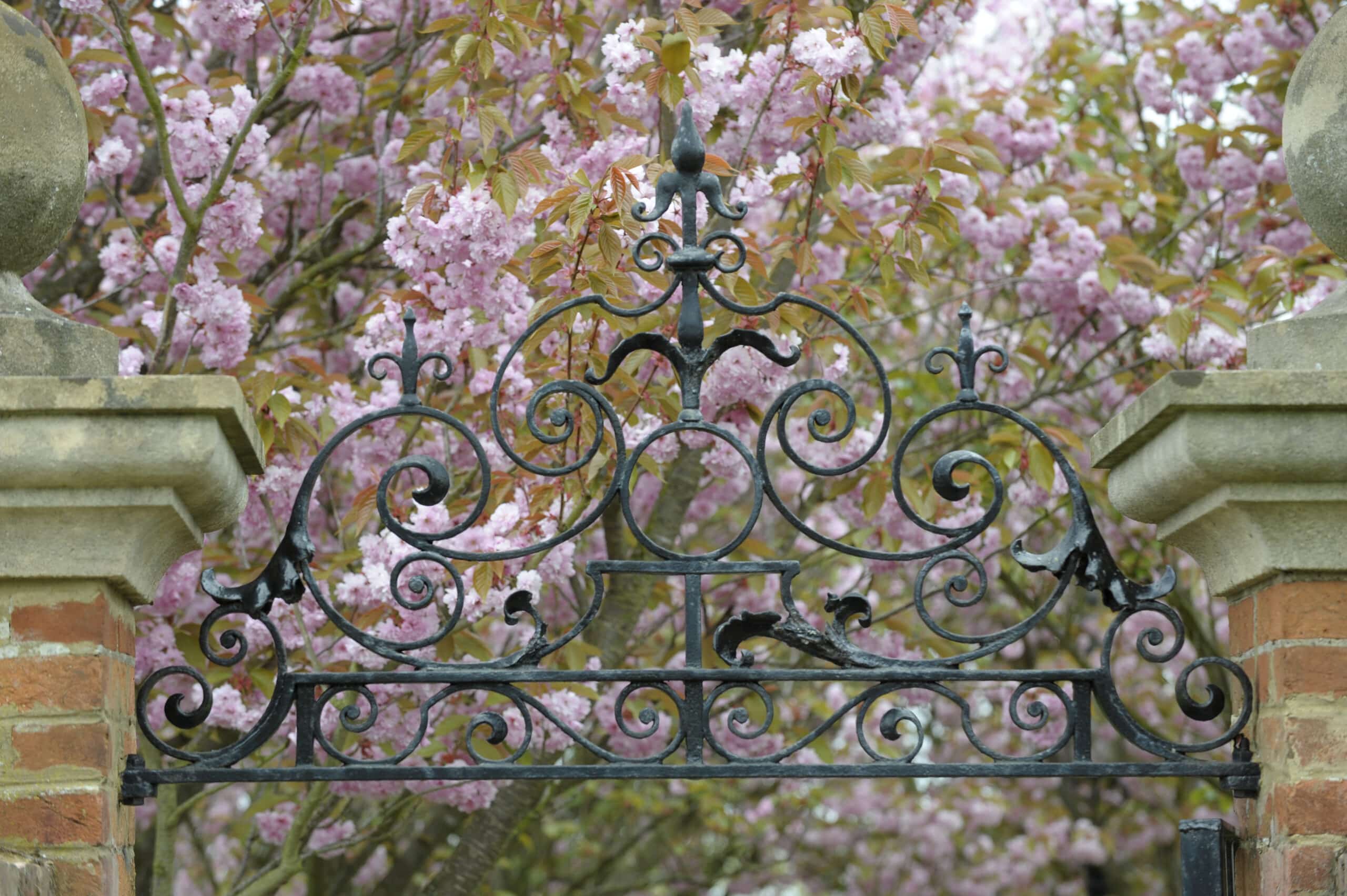 Admissions FAQ - ACS Cobham