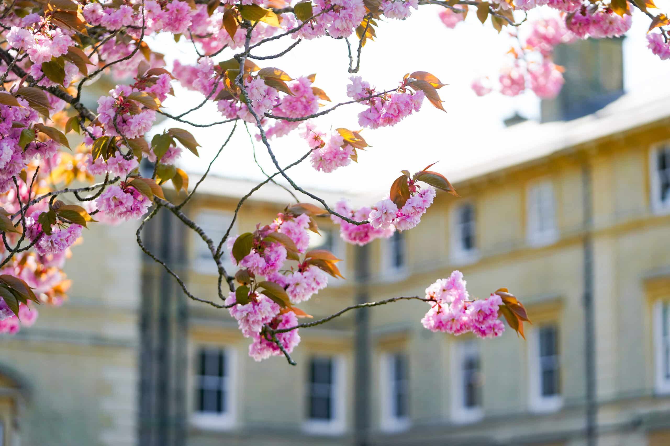 Apply Now - ACS Hillingdon